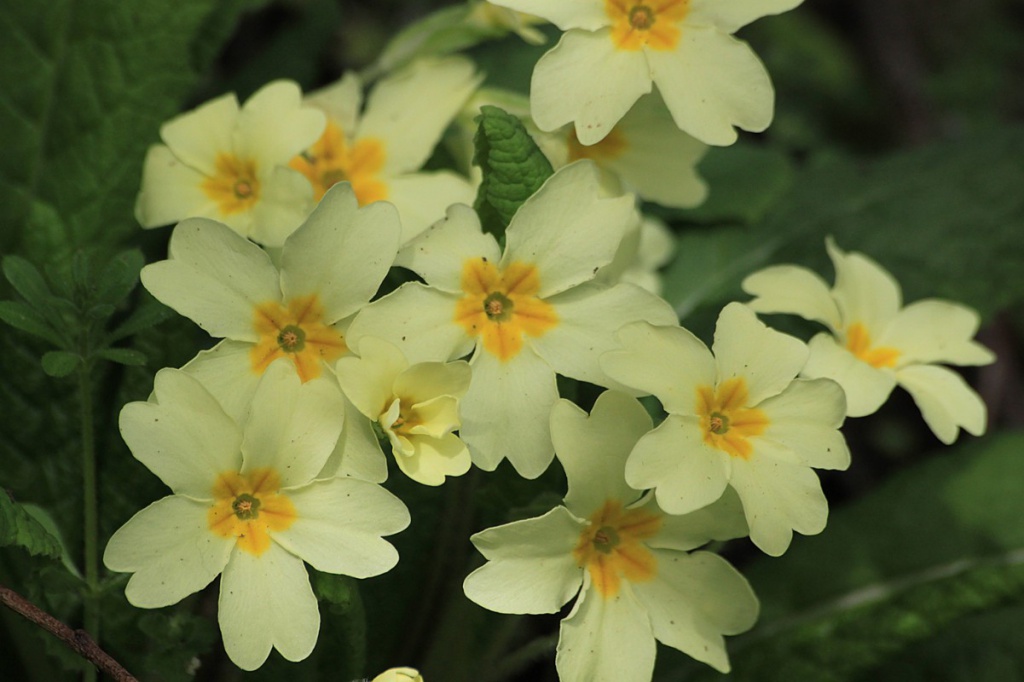 Primrose | NatureSpot