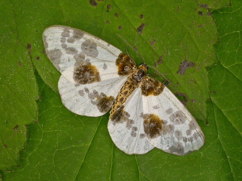 Clouded Magpie | NatureSpot