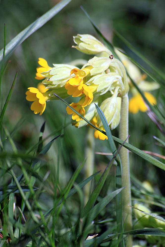 Cowslip | NatureSpot