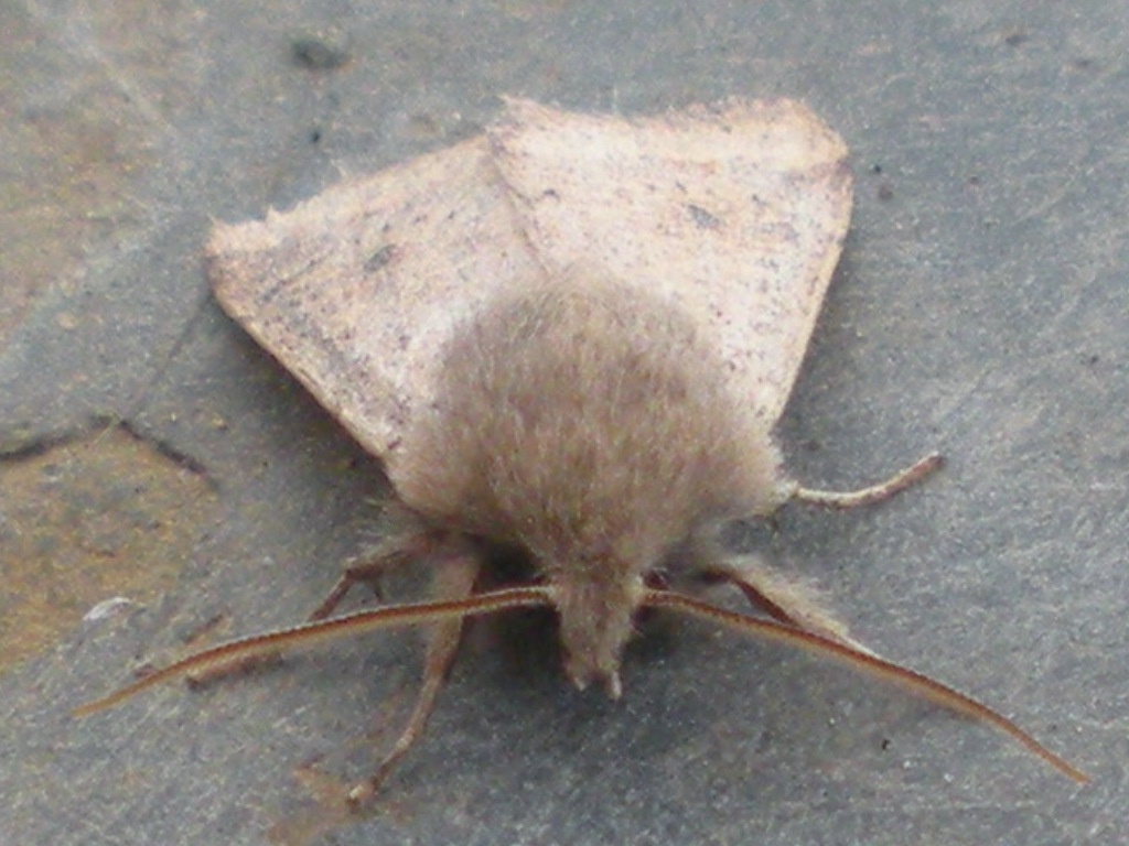 Small Quaker | NatureSpot