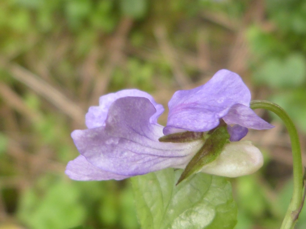 Common Dog-violet | NatureSpot