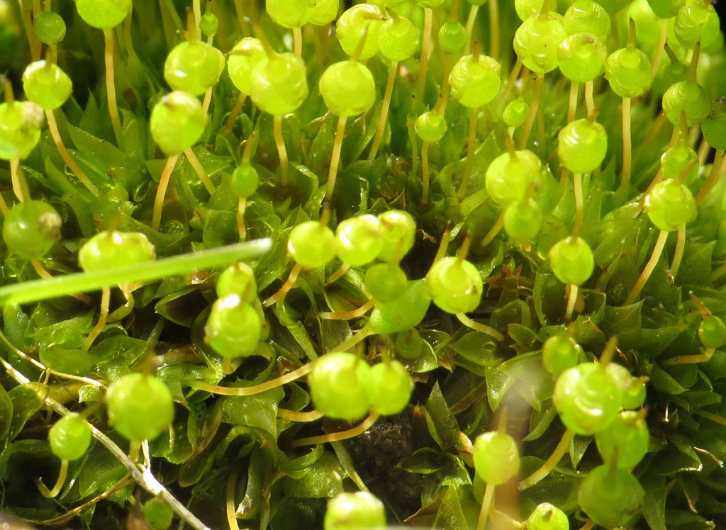 Common Bladder-moss | NatureSpot