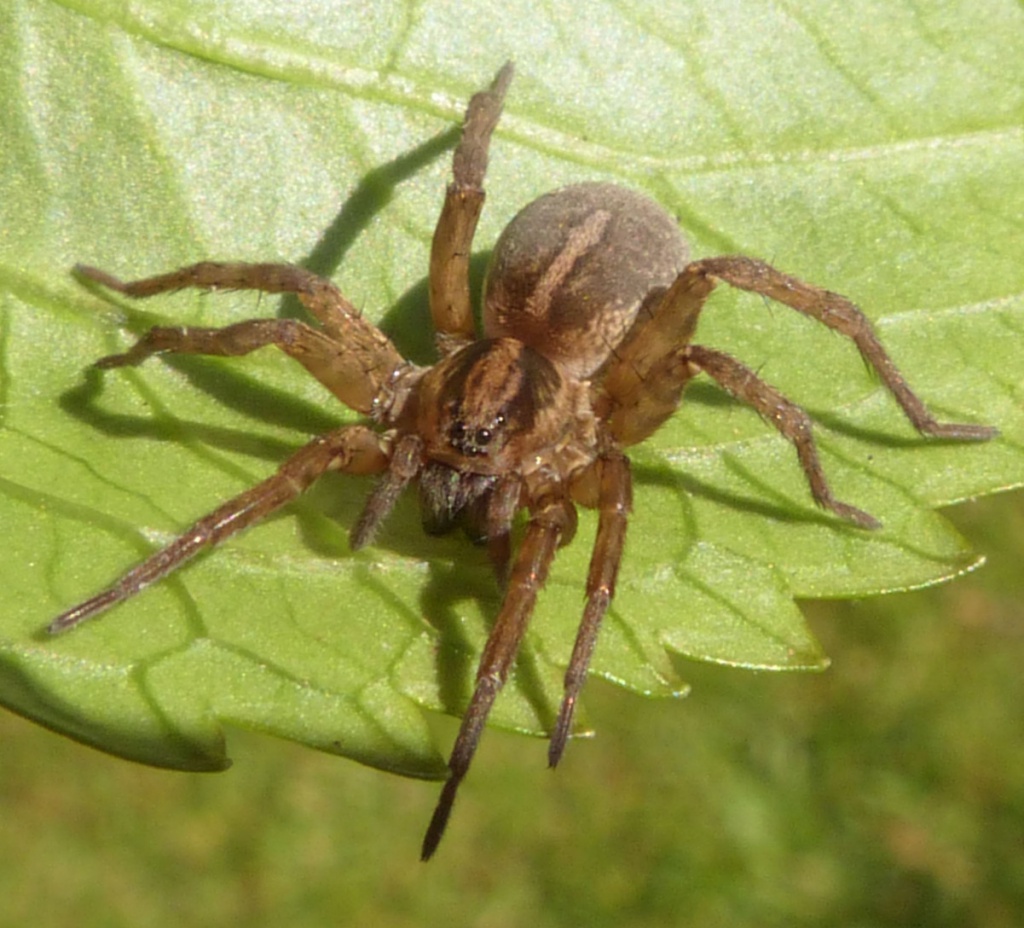 Rustic Wolf Spider | NatureSpot