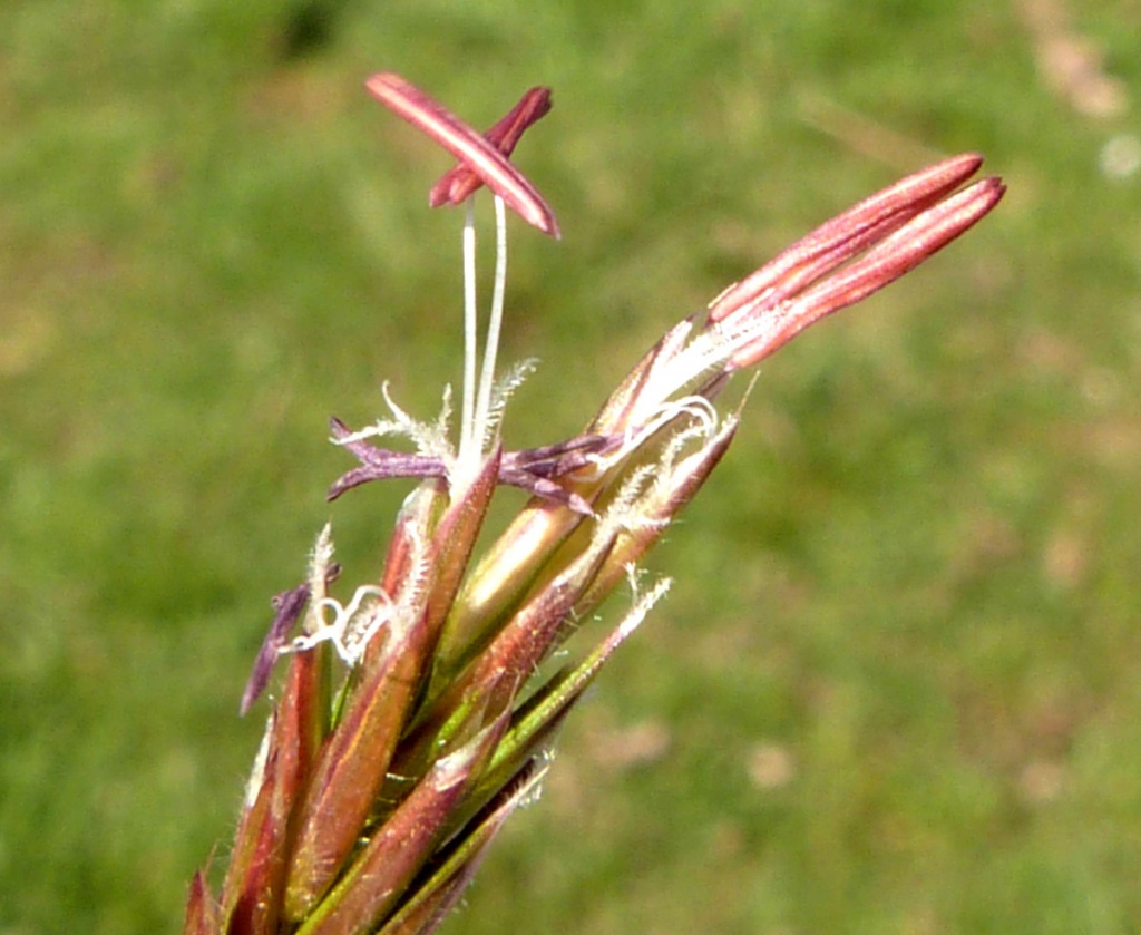 Sweet Vernal-grass | NatureSpot