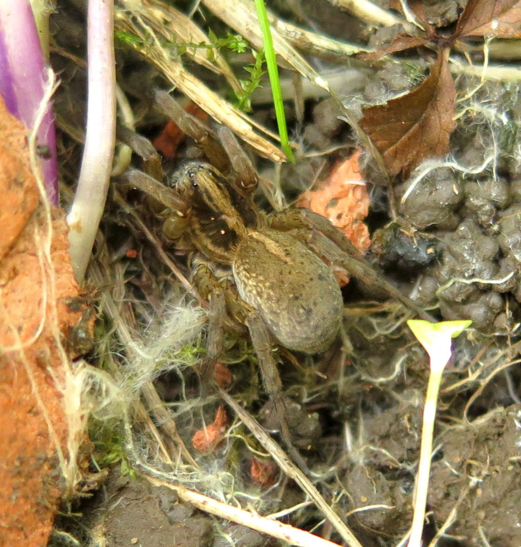 Rustic Wolf Spider | NatureSpot