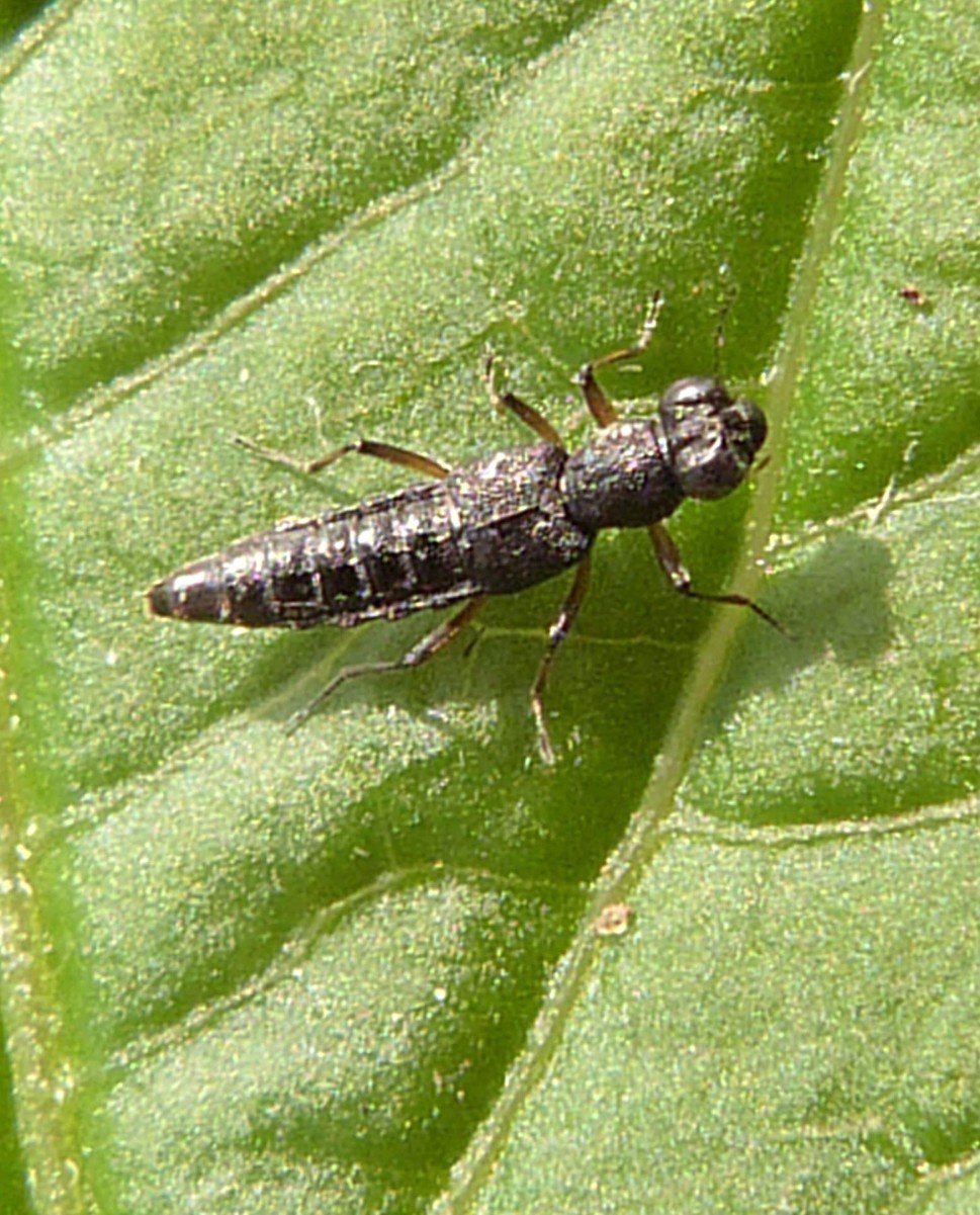 Stenus clavicornis | NatureSpot