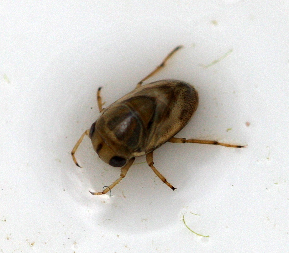 Backswimmer Life Cycle