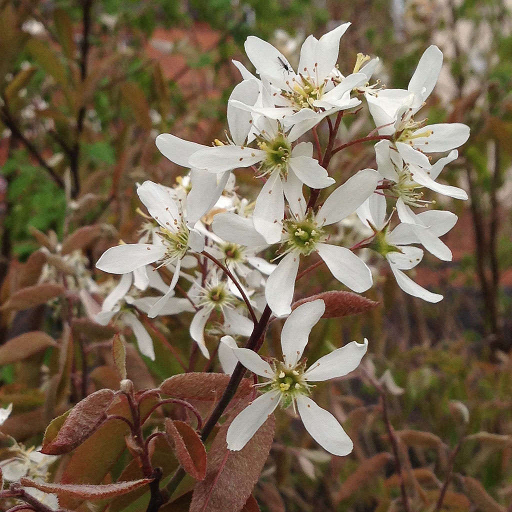 Juneberry | NatureSpot