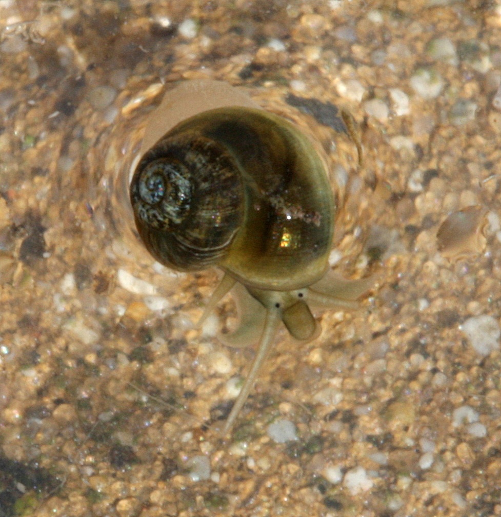 Valve Snail | NatureSpot