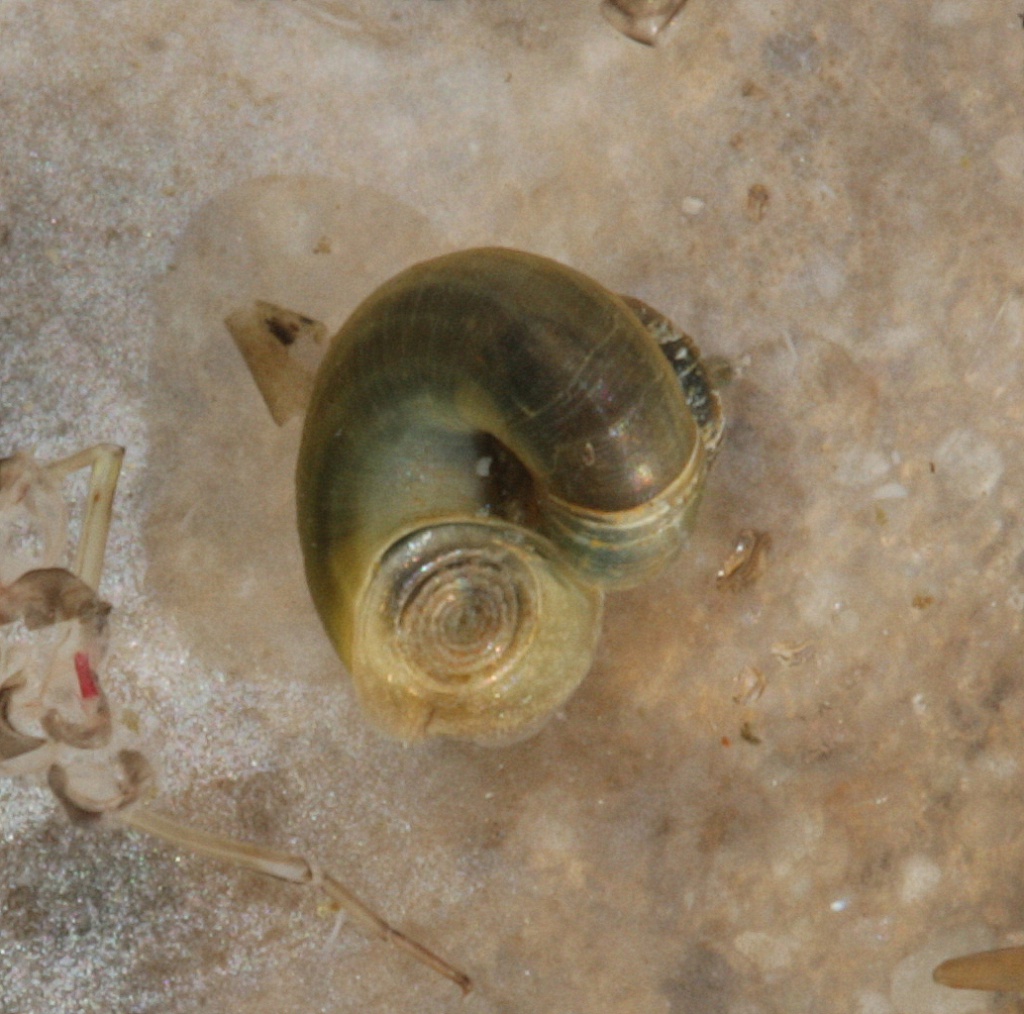 Valve Snail | NatureSpot