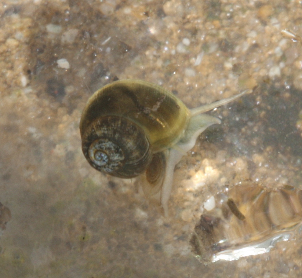 Valve Snail | NatureSpot