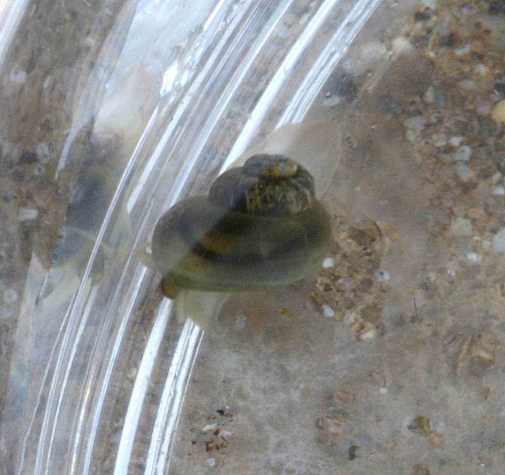 Valve Snail | NatureSpot