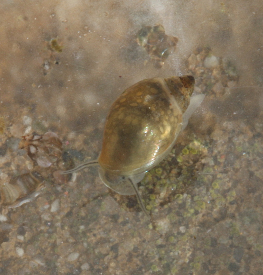 Common Bladder Snail | NatureSpot