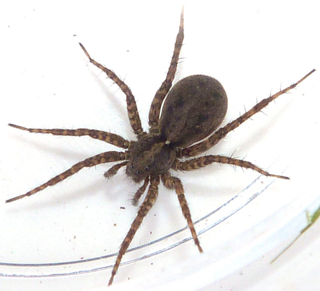 Pardosa amentata | NatureSpot