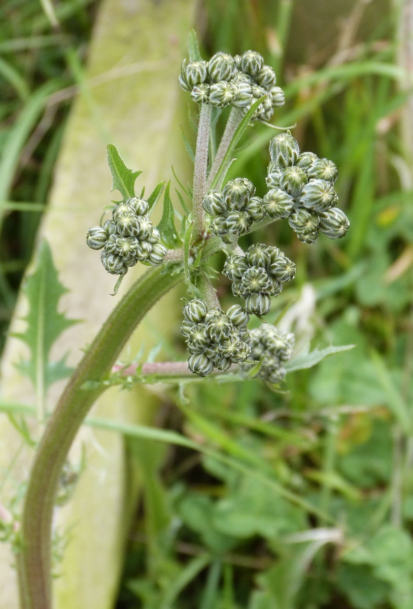 Beaked Hawk's-beard | NatureSpot