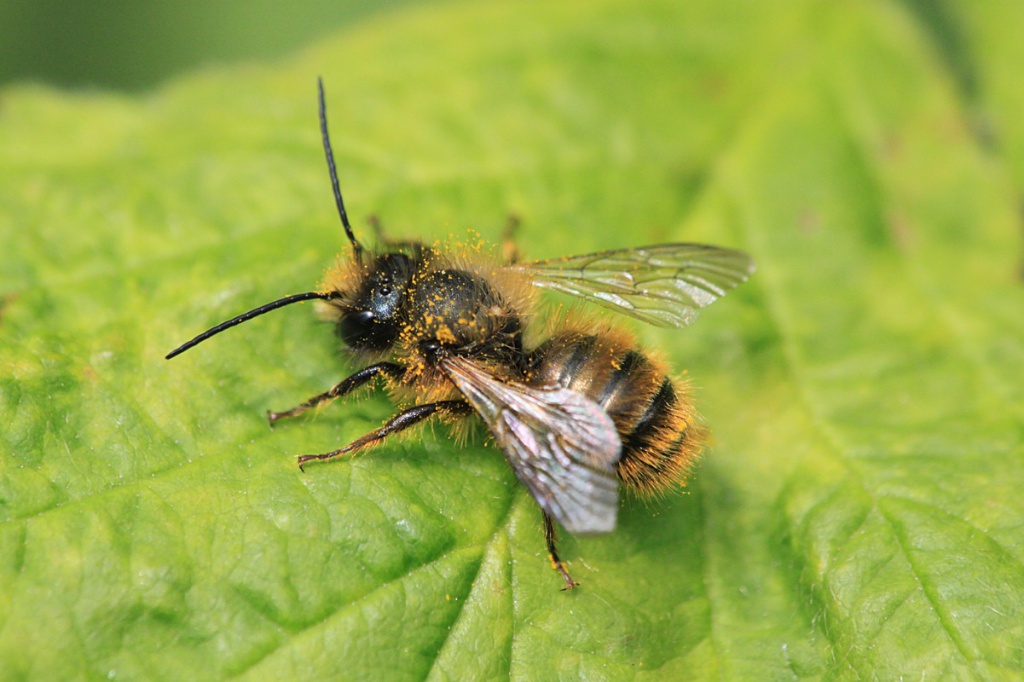 Red Mason Bee | NatureSpot