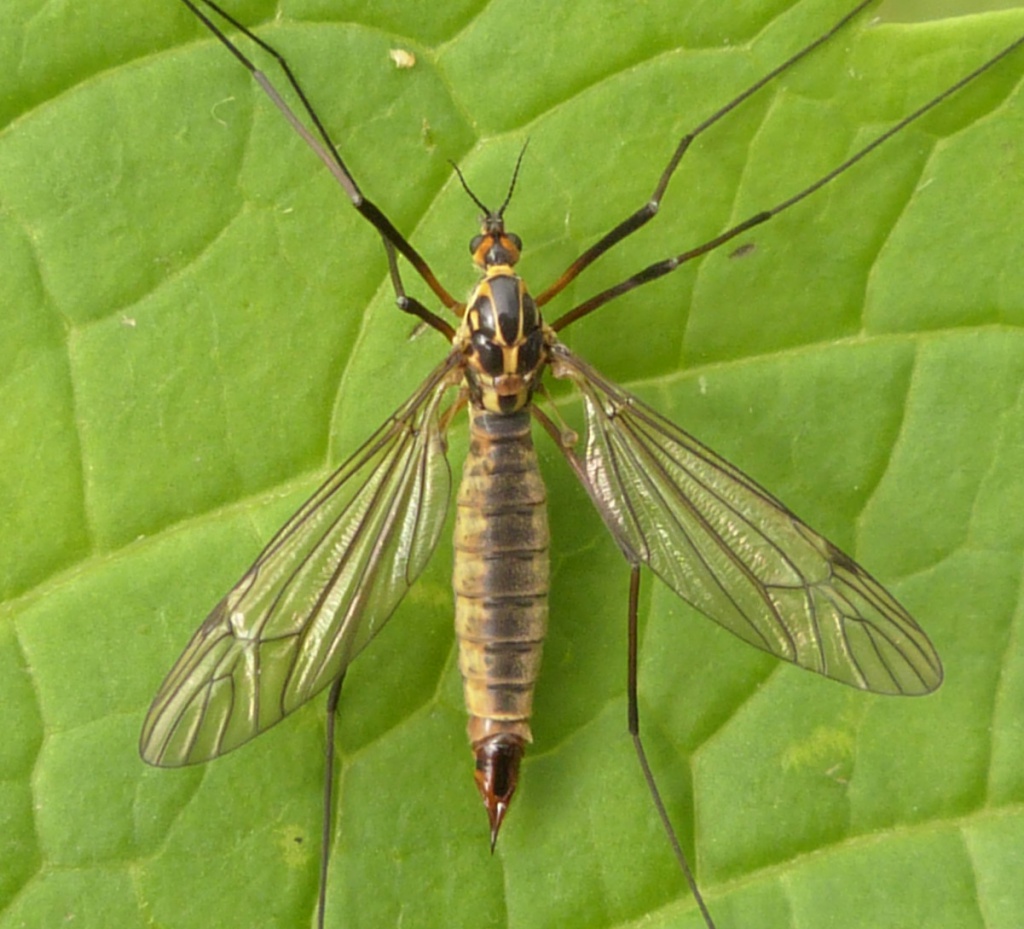 Spotted Cranefly | NatureSpot