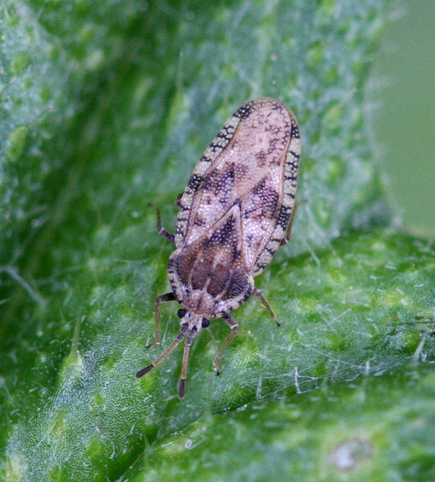 Spear Thistle Lacebug | NatureSpot