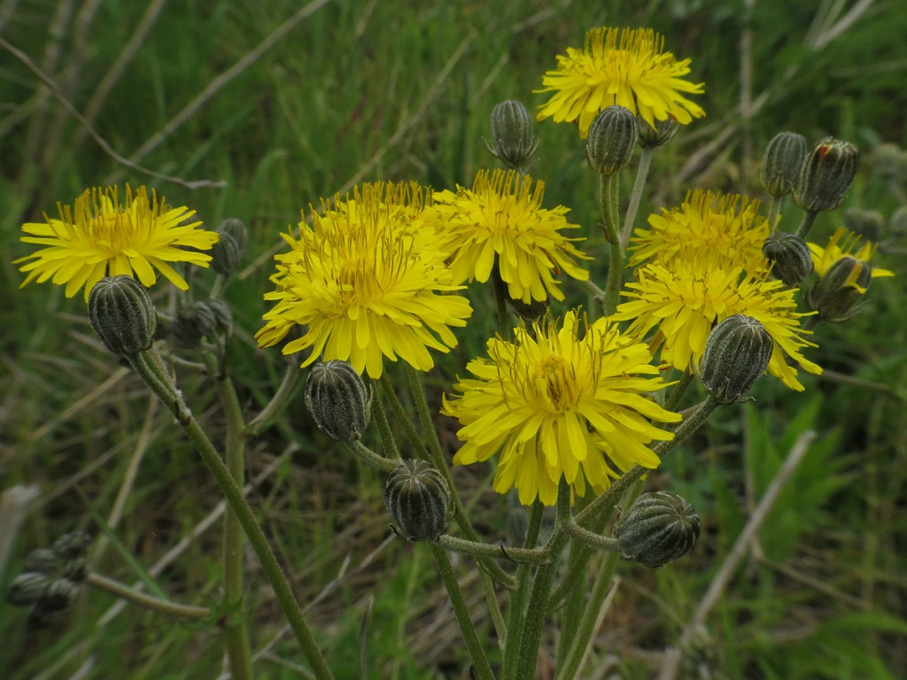 Beaked Hawk's-beard | NatureSpot
