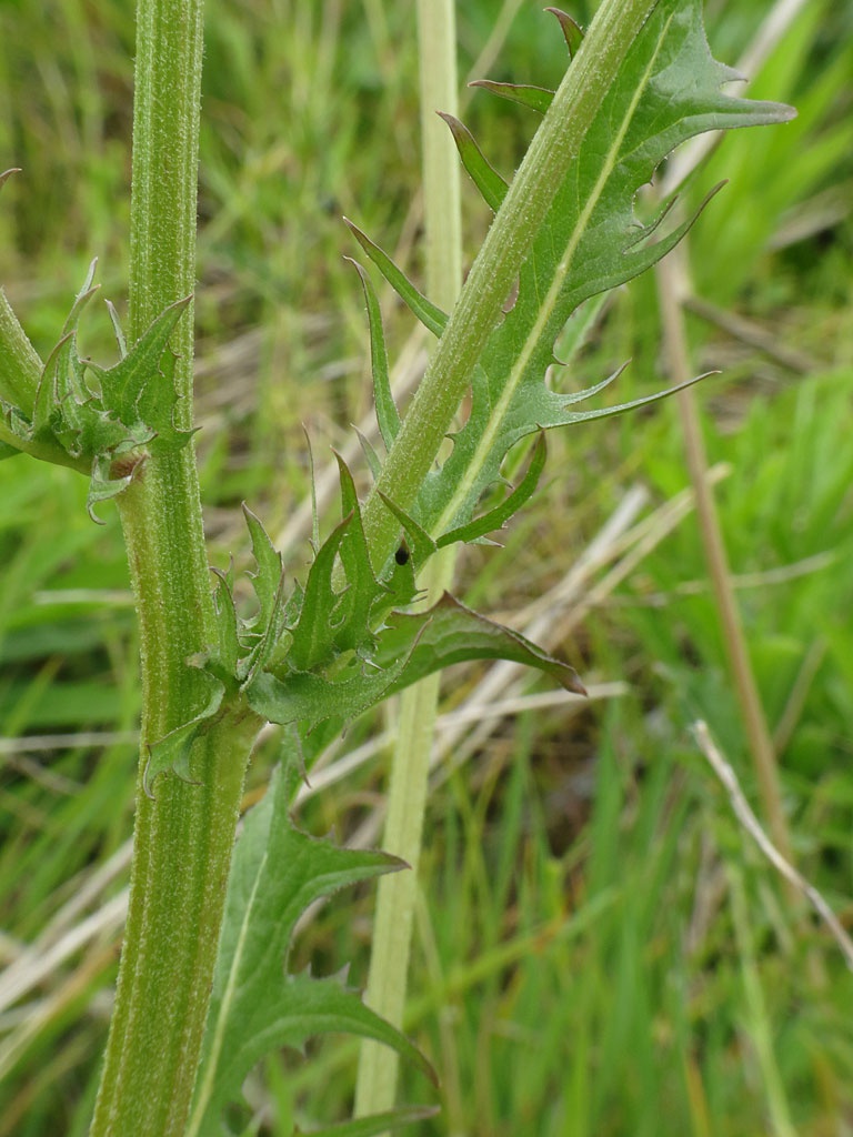 Beaked Hawk's-beard | NatureSpot