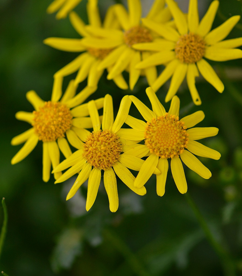 Common Ragwort | NatureSpot