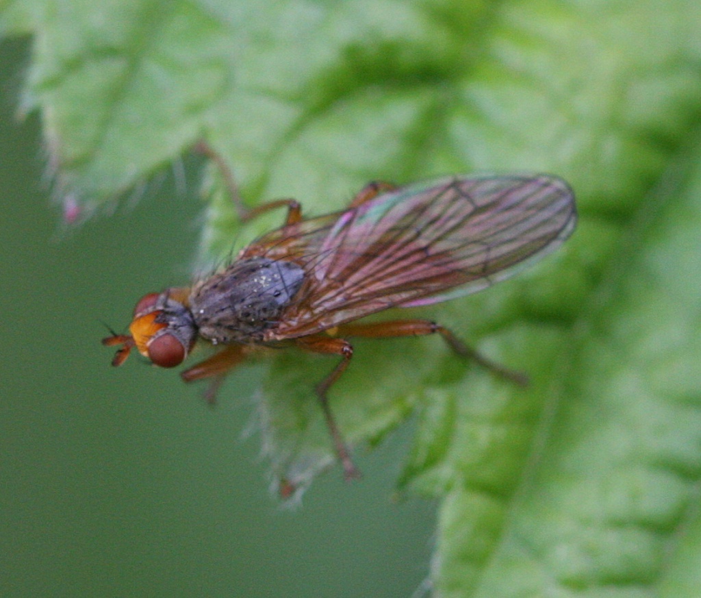Scathophaga inquinata | NatureSpot