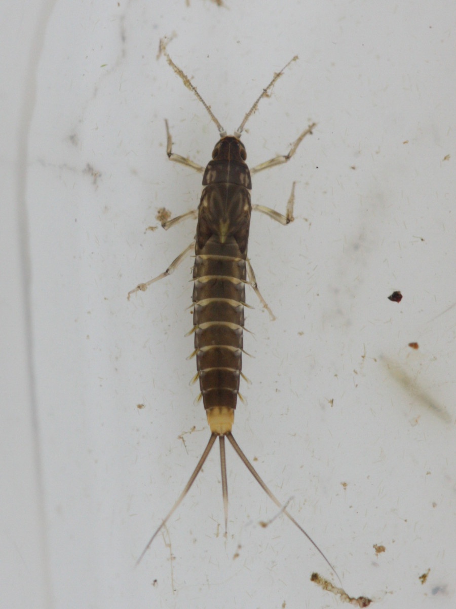 Northern Iron Blue Mayfly | NatureSpot