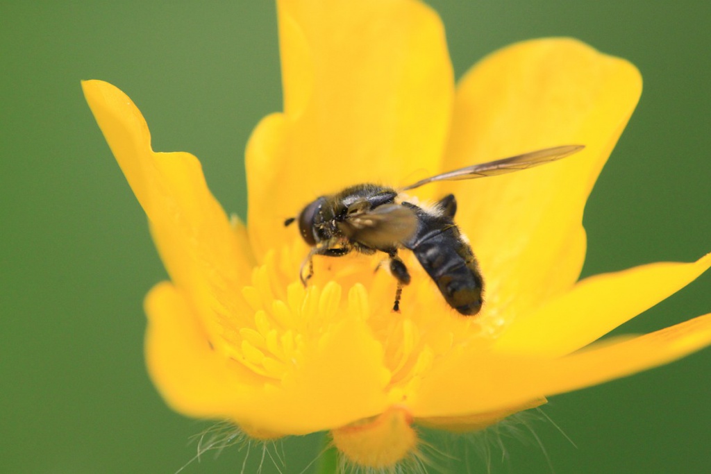 Pipiza austriaca | NatureSpot