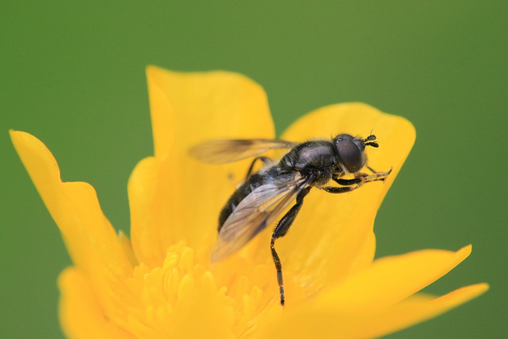 Pipiza austriaca | NatureSpot