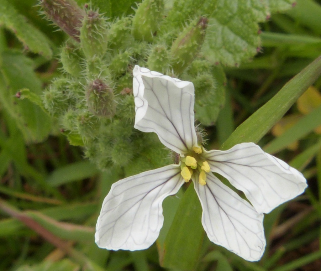 Wild Radish | NatureSpot