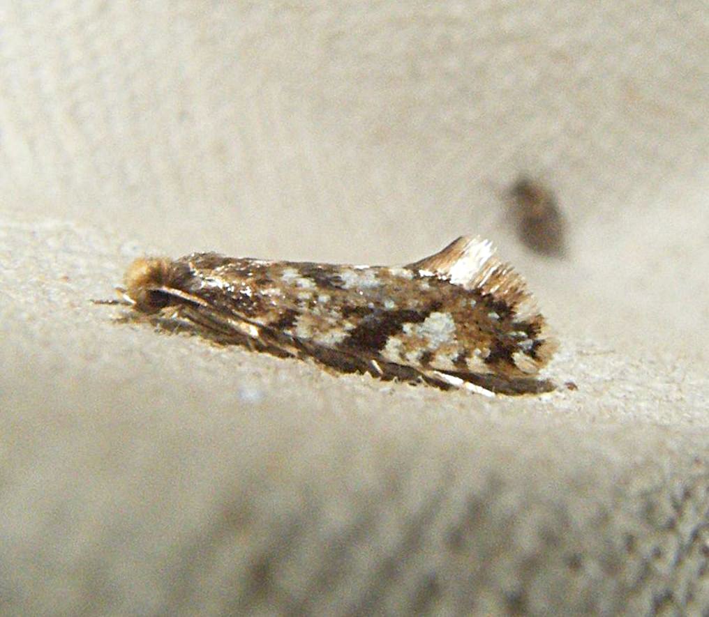 Cork Moth | NatureSpot