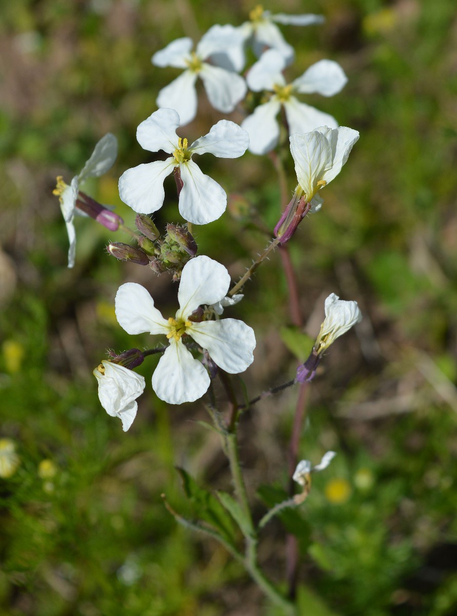 Wild Radish | NatureSpot