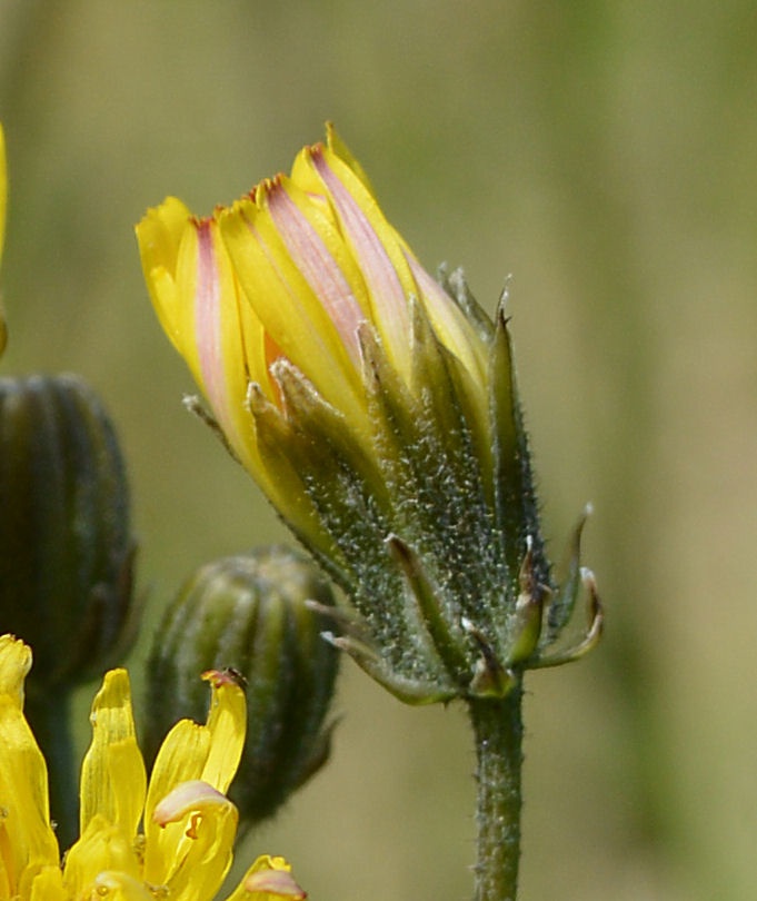 Beaked Hawk's-beard | NatureSpot