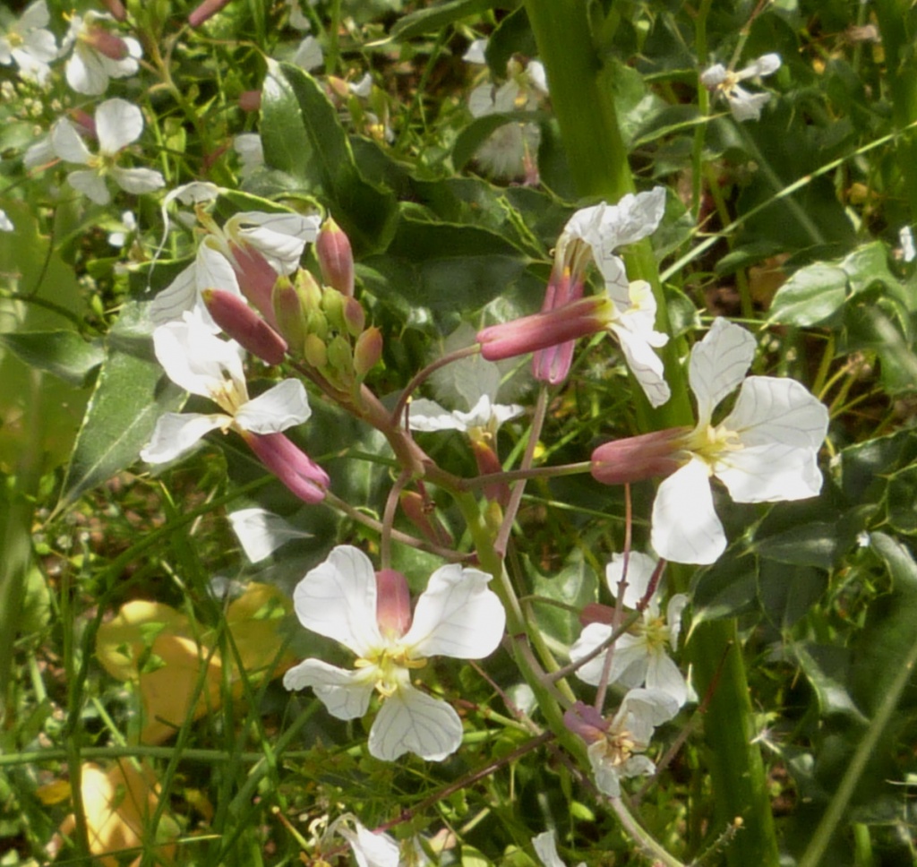 Wild Radish | NatureSpot