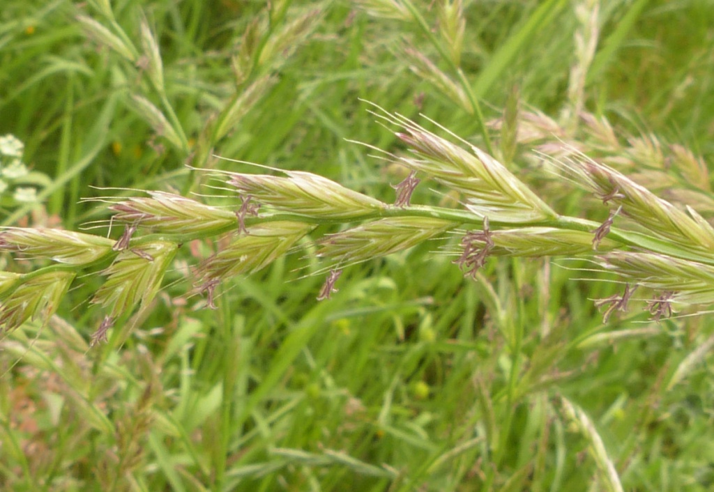 Italian Rye-grass | NatureSpot