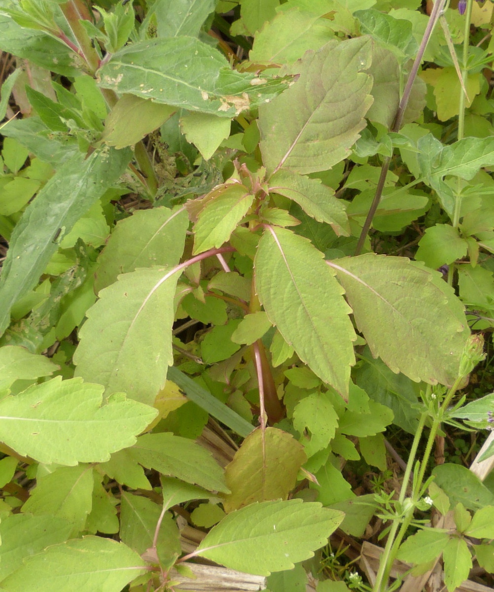 Orange Balsam | NatureSpot