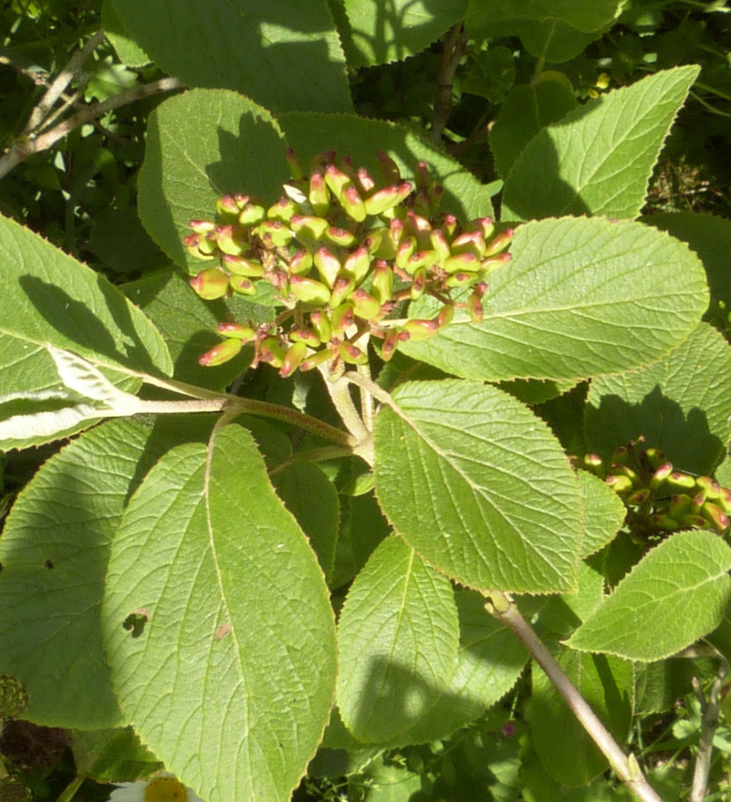 Wayfaring-tree | NatureSpot