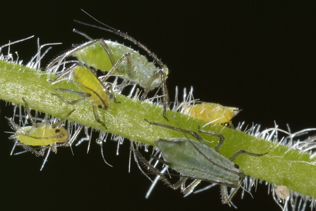 Damson-hop aphid | NatureSpot