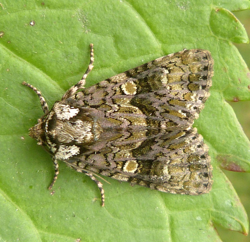 The Coronet | NatureSpot