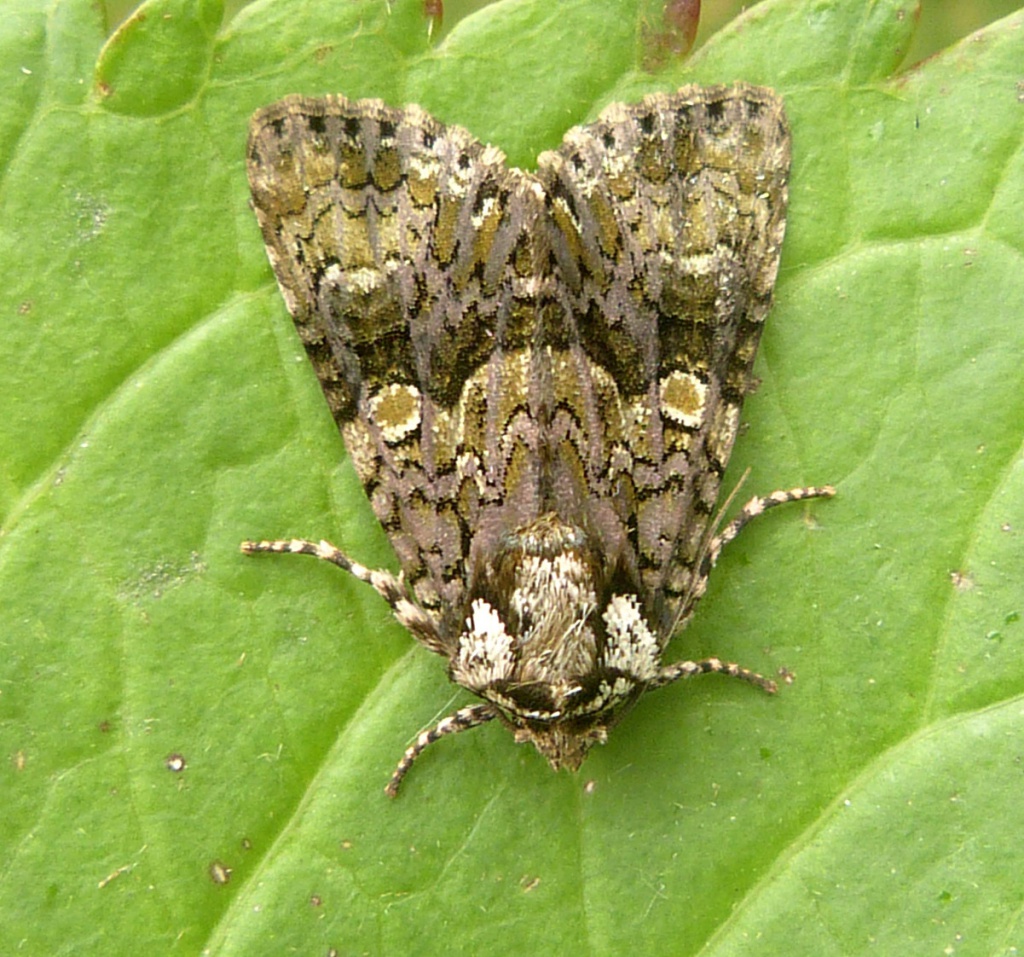 The Coronet | NatureSpot