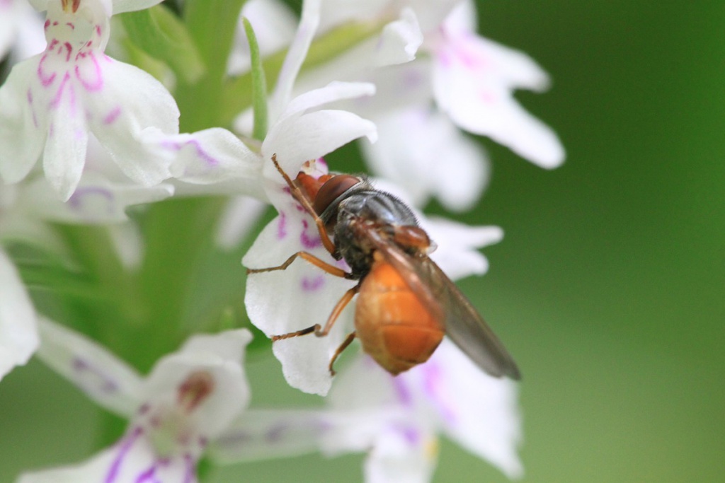 Rhingia rostrata | NatureSpot