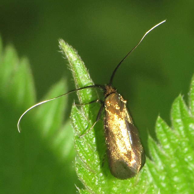 Cauchas rufimitrella | NatureSpot