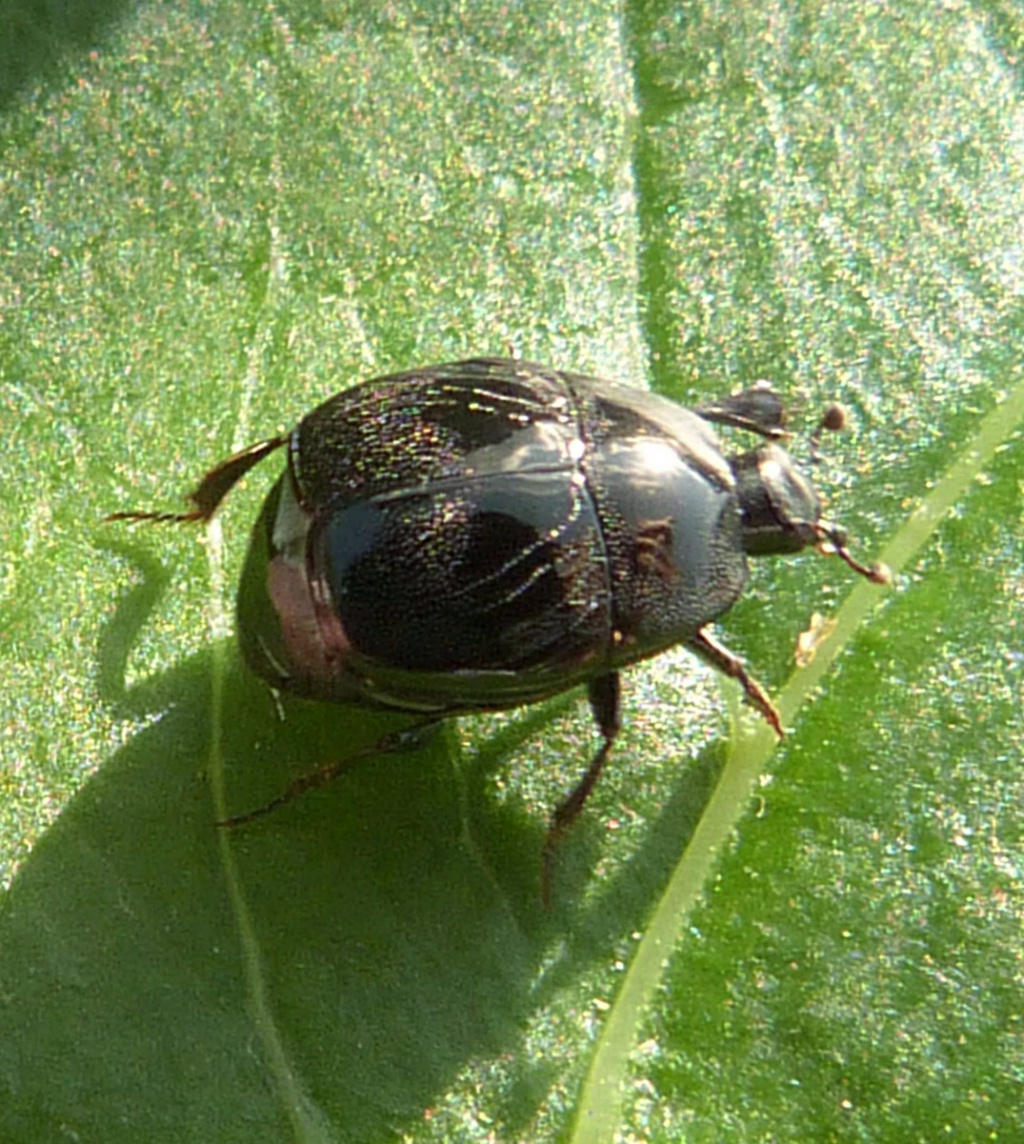 Saprinus semistriatus | NatureSpot