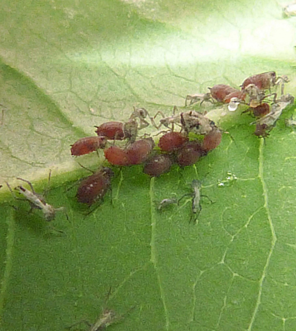 Spindle Aphid | NatureSpot