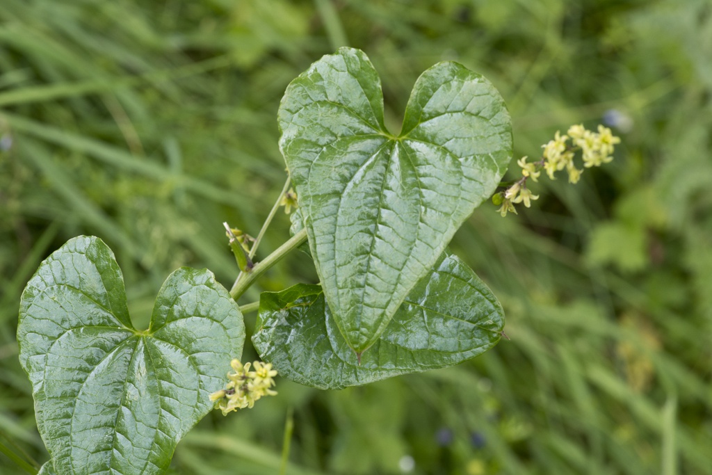 Black Bryony | NatureSpot
