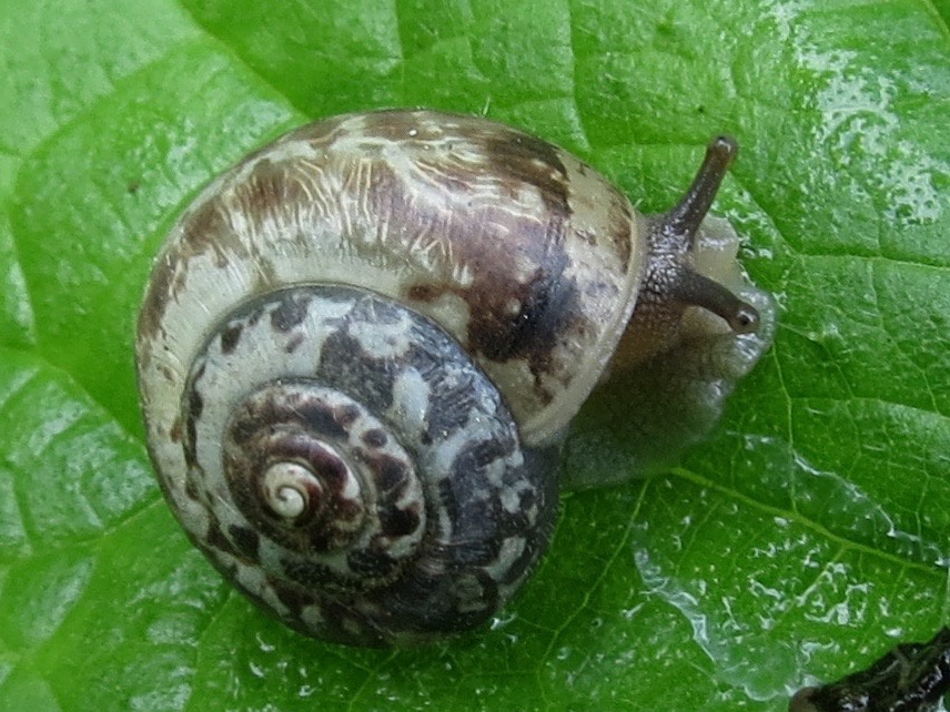 Kentish Snail | NatureSpot