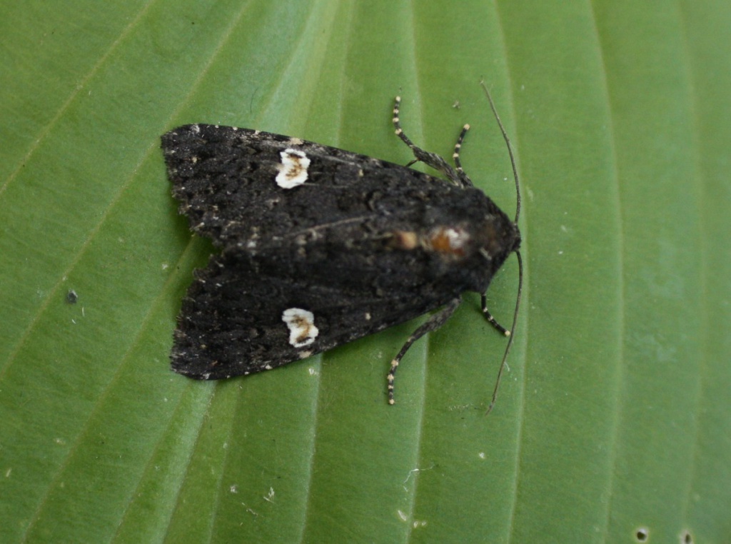 Dot Moth | NatureSpot