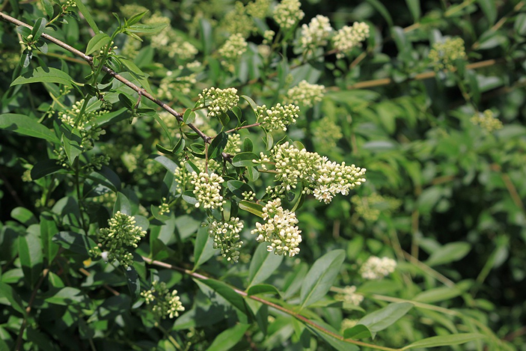 Wild Privet | NatureSpot