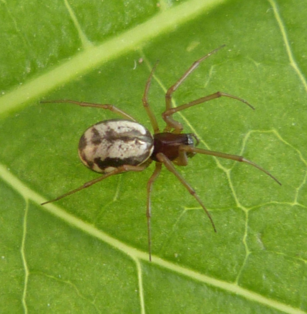 Microlinyphia pusilla | NatureSpot