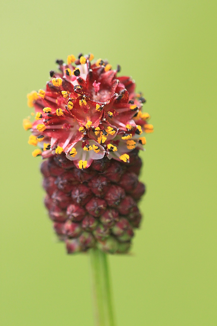 Great Burnet | NatureSpot